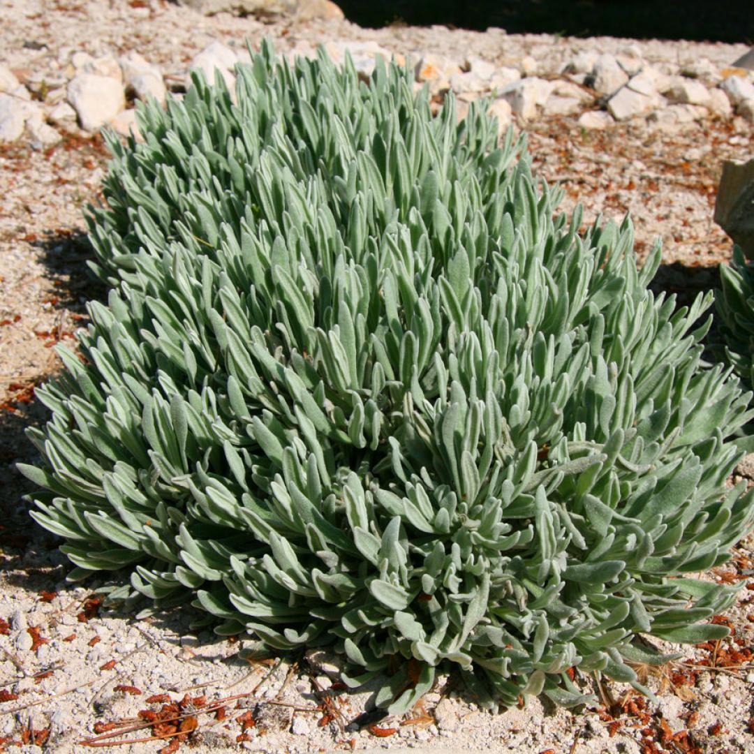 Variedades De Plantas De Lavanda Cómo Plantar Y Cuidar La Lavanda, La